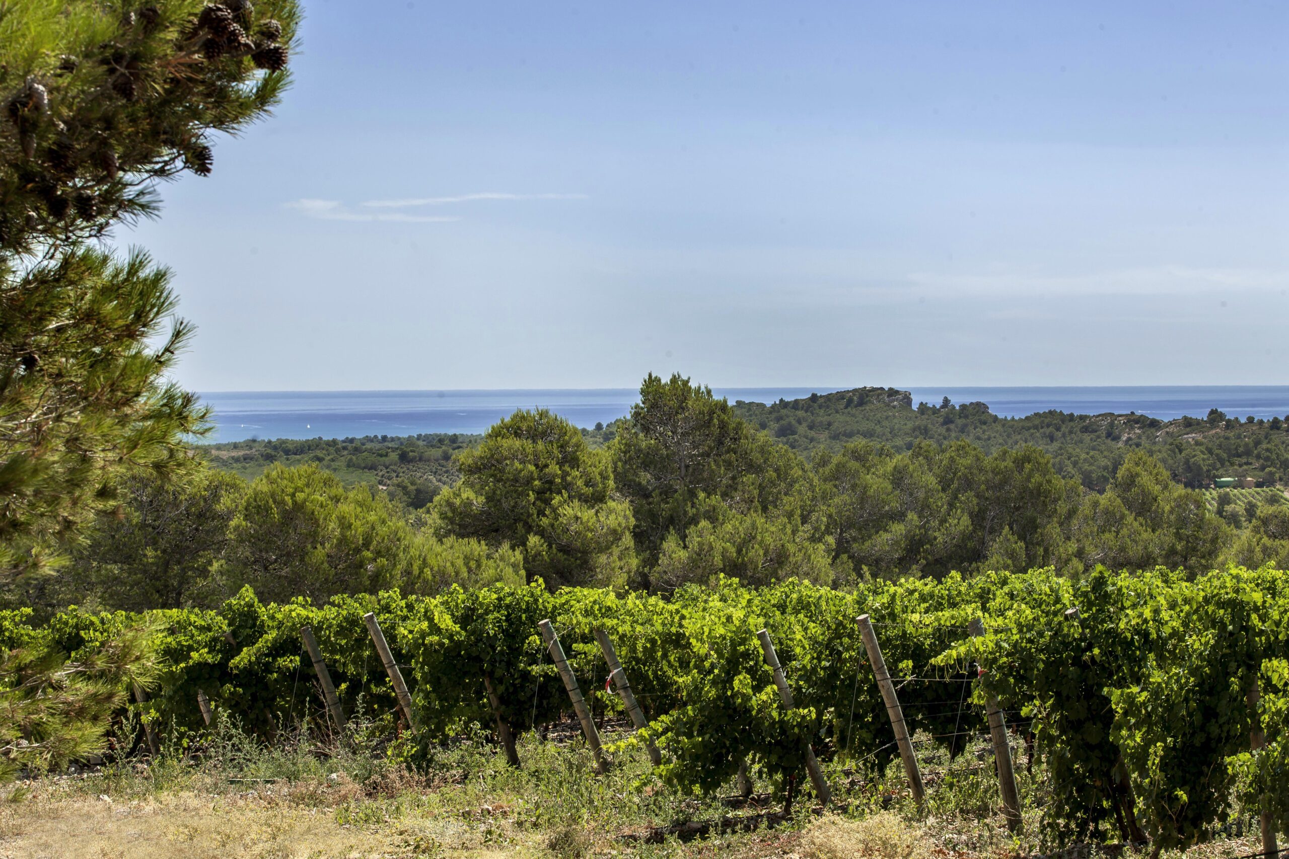 A taste of the Pays d’Oc: 8 organic wines to try - The Drinks Business