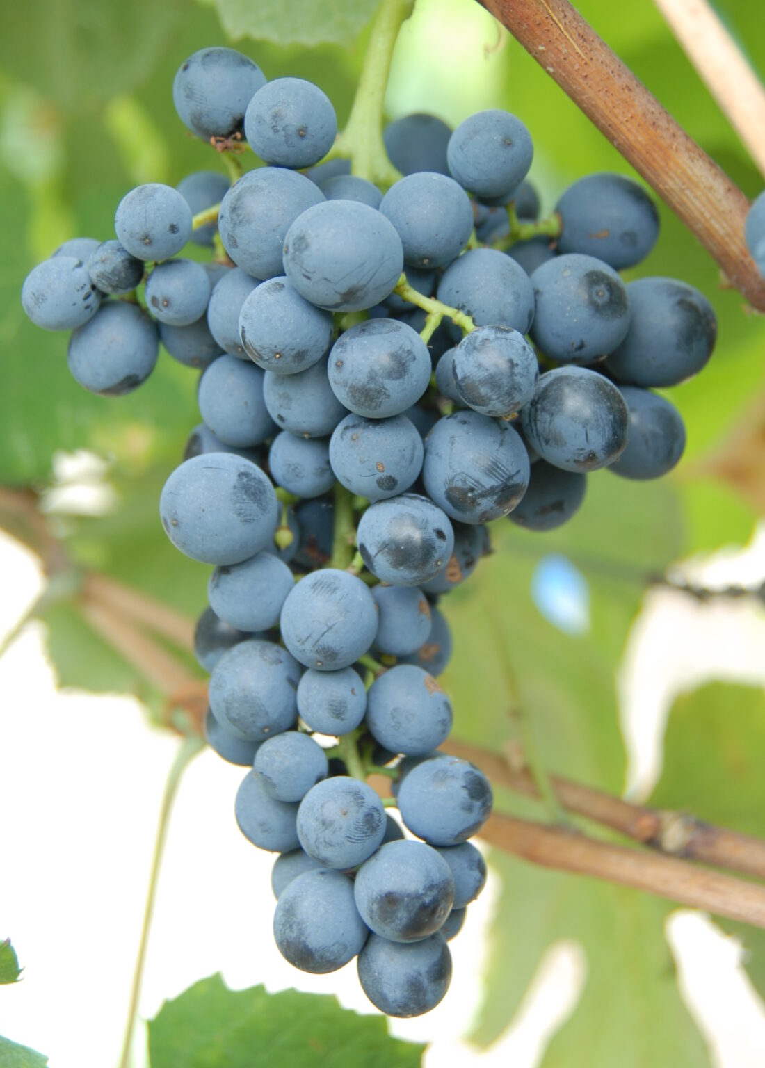 INAO approves six new grapes in Bordeaux - The Drinks Business