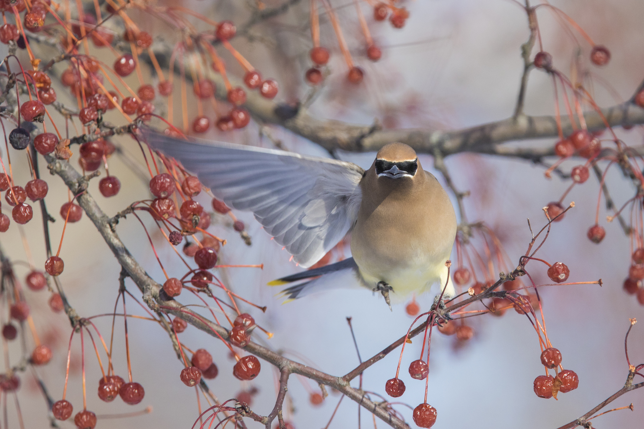 Texas swarming with boozed-up birds - The Drinks Business