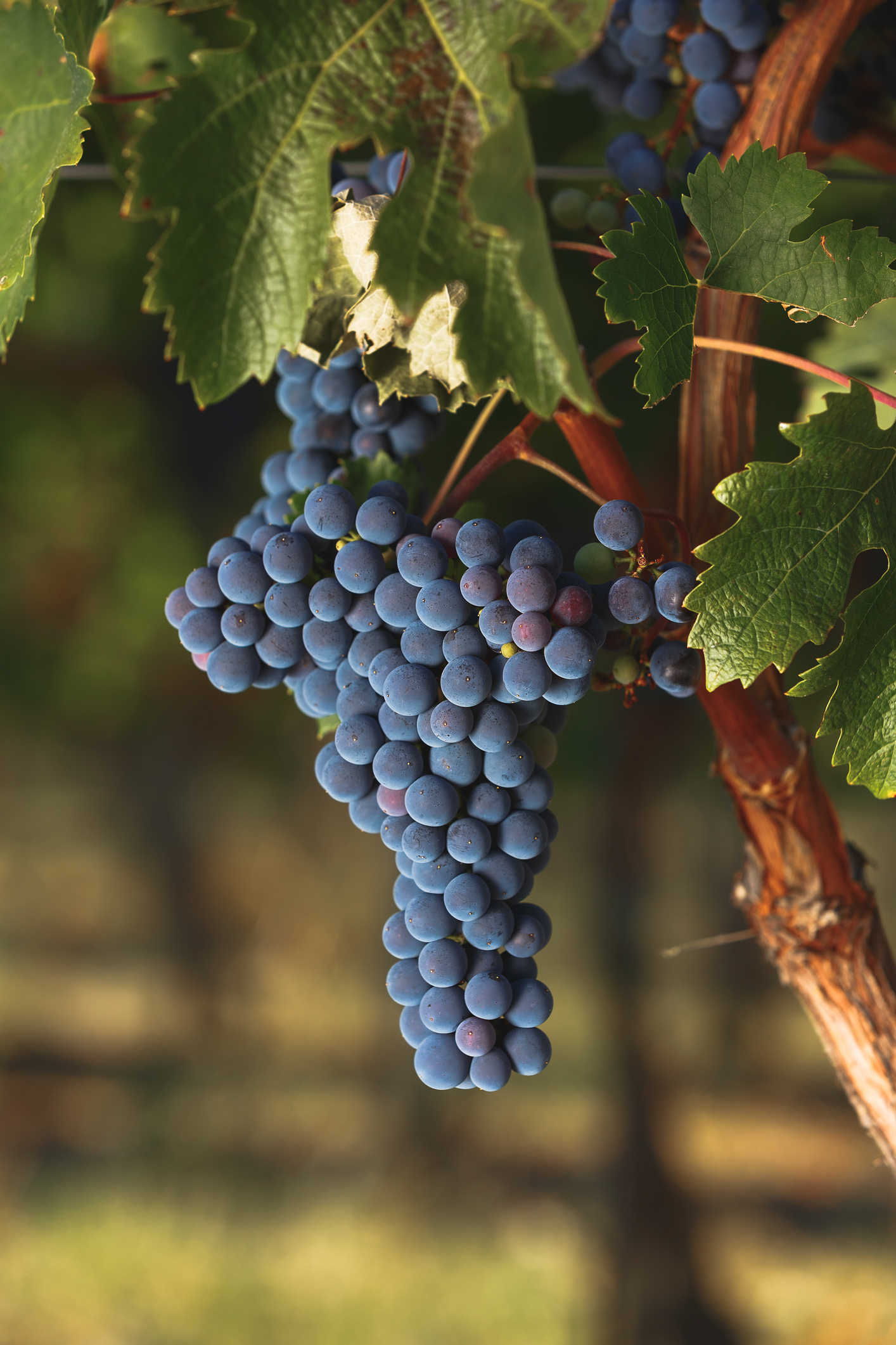 20 bottles from the Global Cabernet Franc Masters 2024