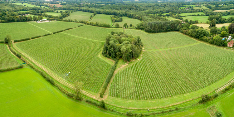 New English wine company sets goal to become top five producer