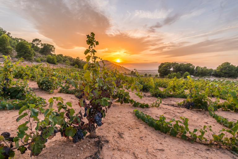 Jumilla wines get new certifying back label - The Drinks Business