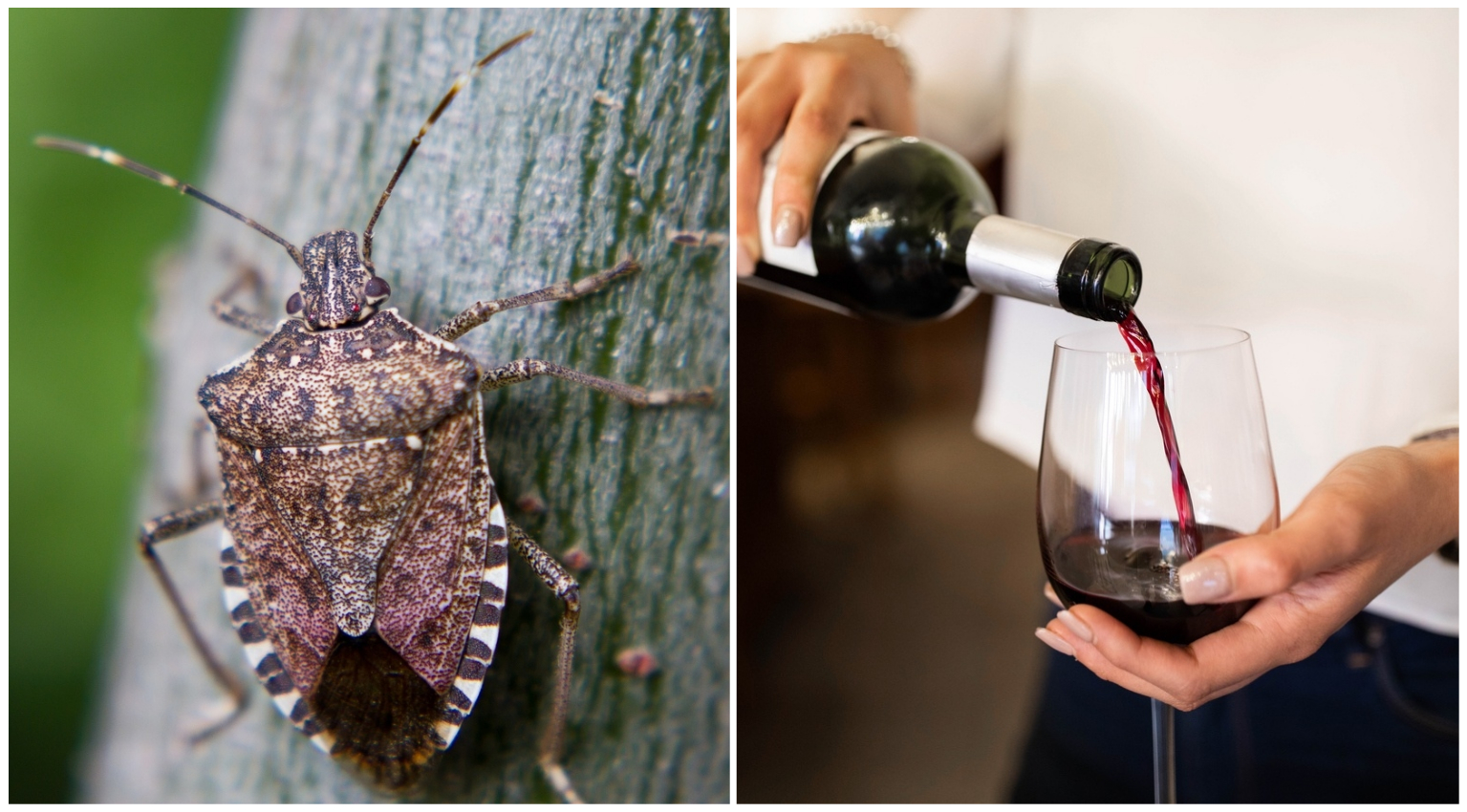 UK winemakers on high alert after brown stink bug 'invasion'