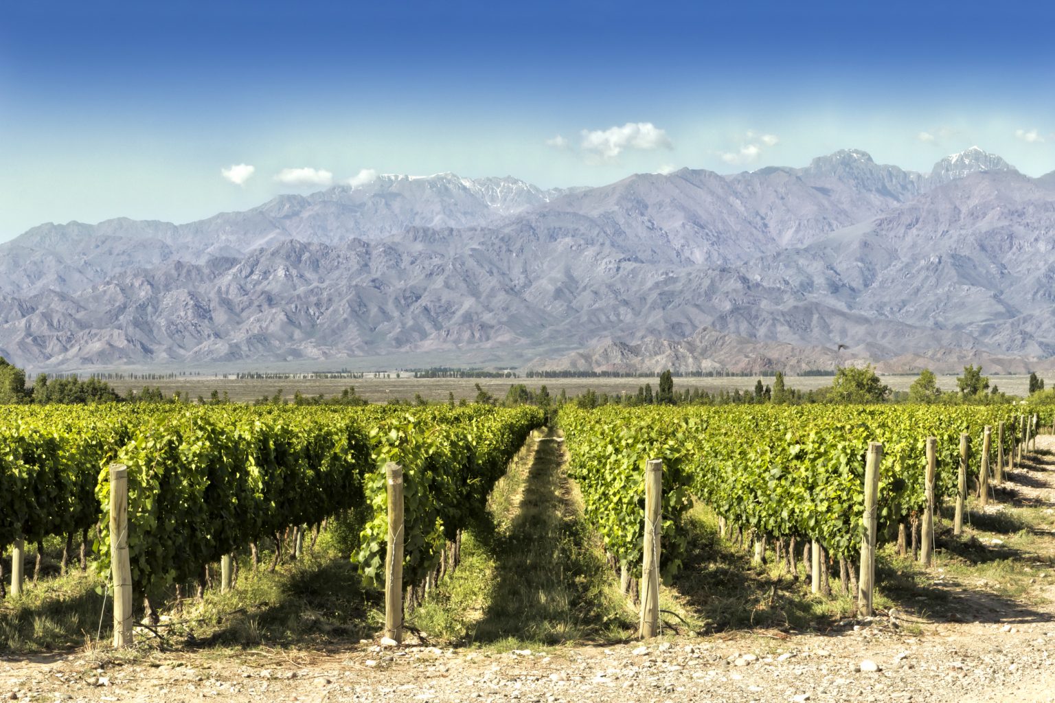 Top 10 Malbec facts to celebrate Malbec World Day