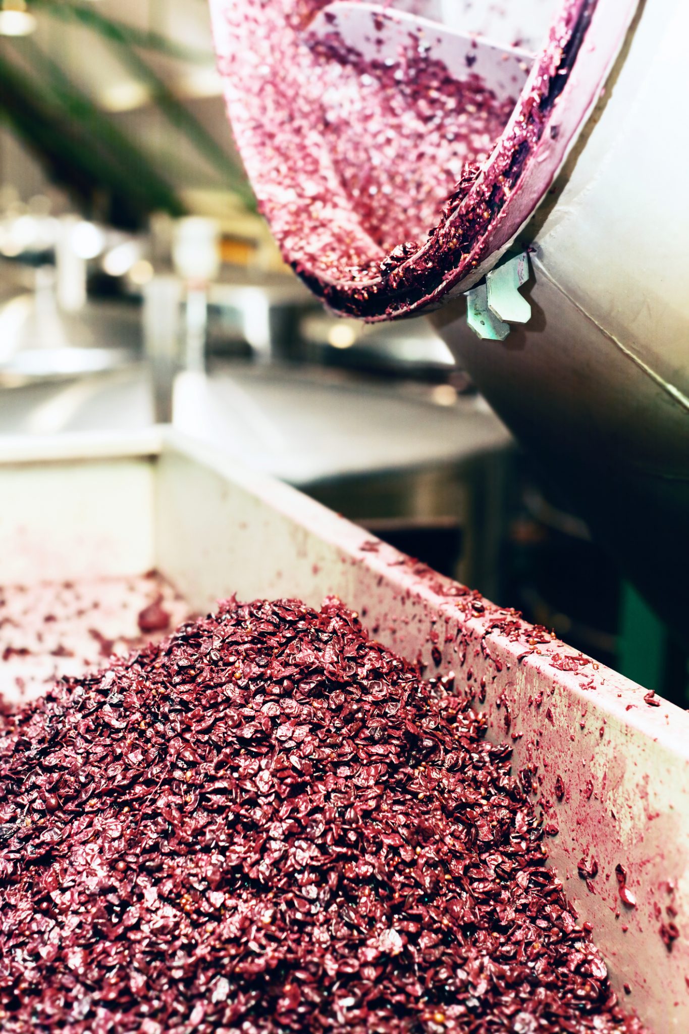 Grape pomace could be used in health supplements, study finds - The ...