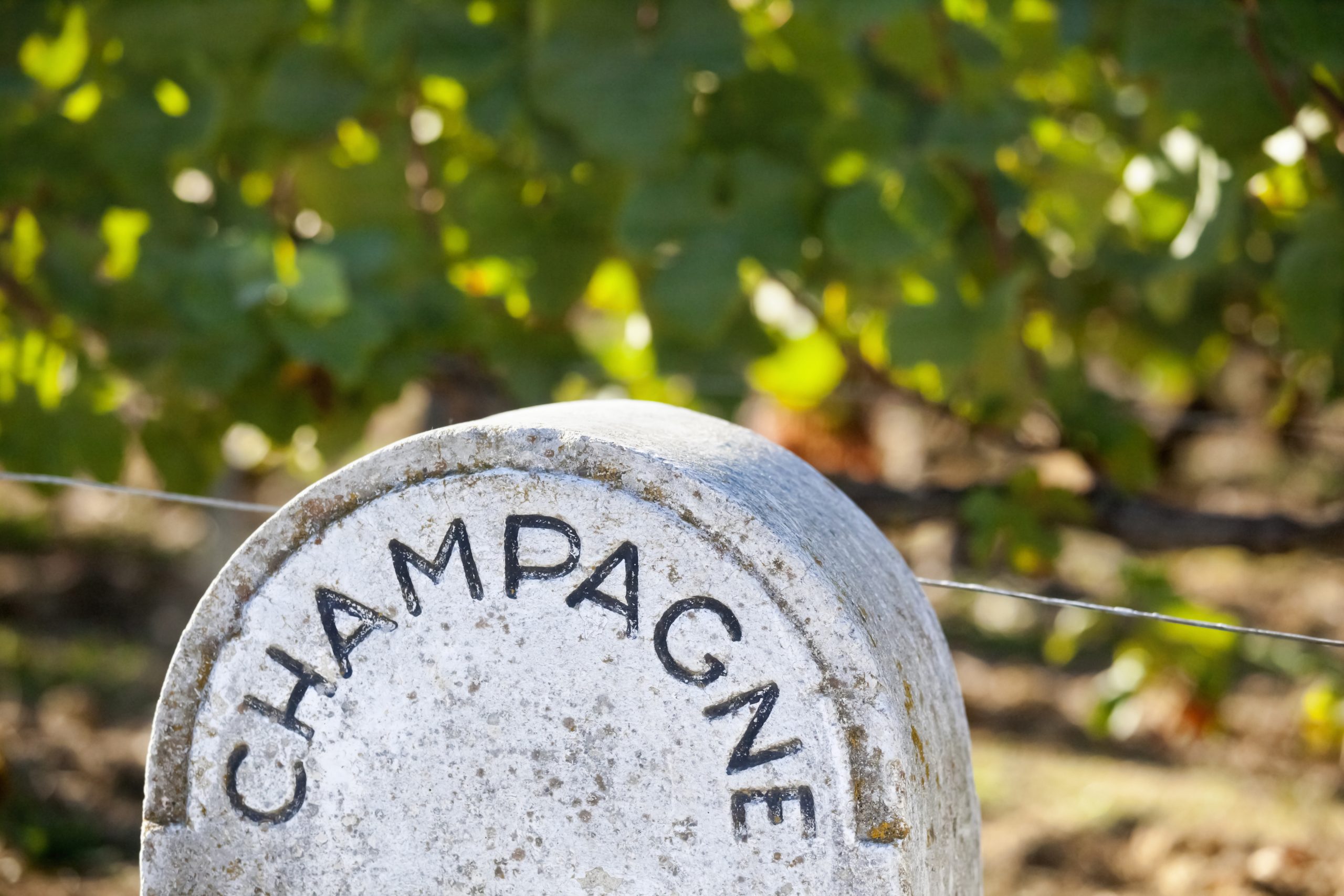 In focus: The rise of still wines from Champagne - The Drinks Business