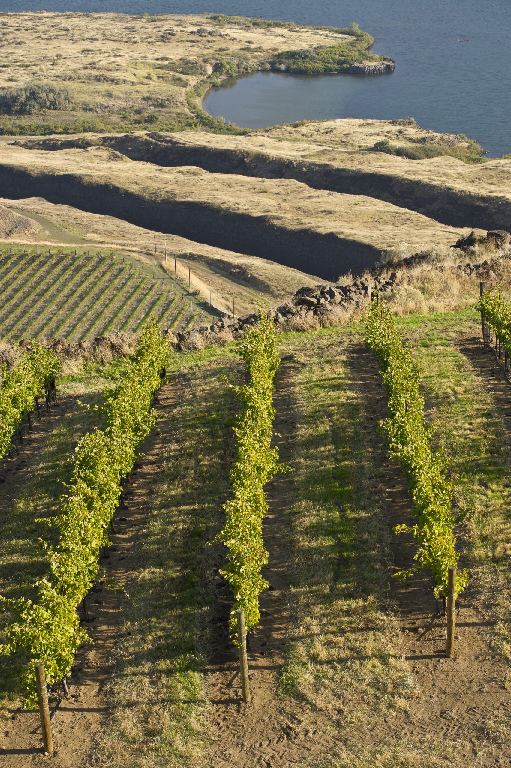 A dive into the diversity of Washington State wines