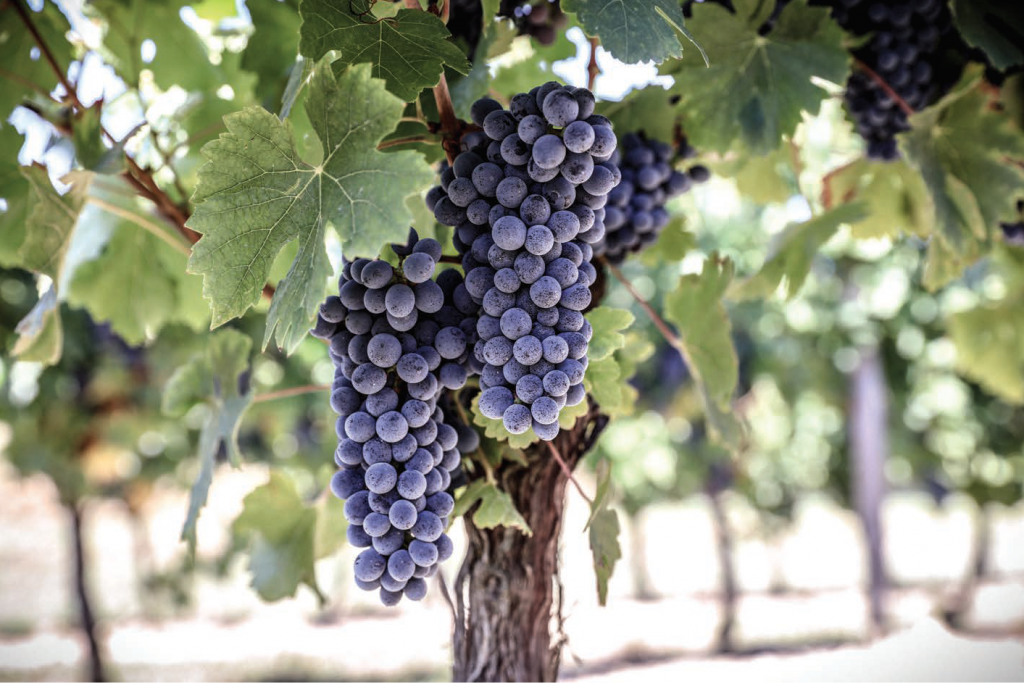 Under the radar: Marselan's past, present and best producers - The ...