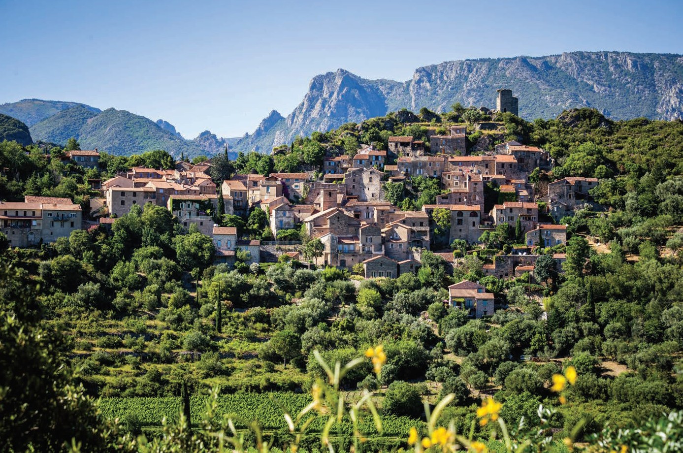 Why the wines of Saint-Chinian are ripe for a rediscovery - The Drinks ...