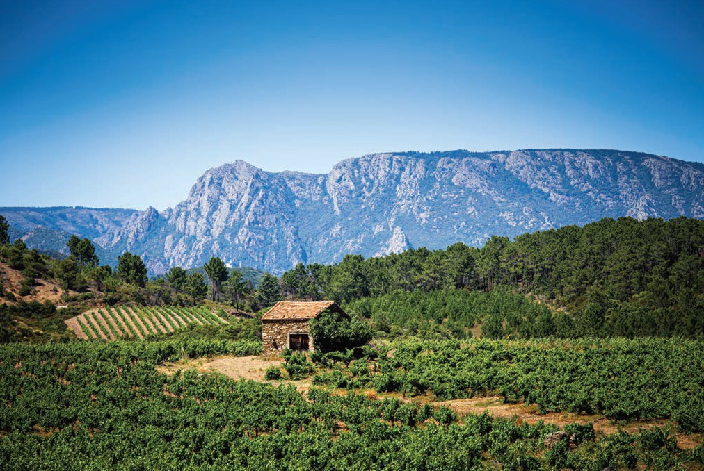 Why the wines of Saint-Chinian are ripe for a rediscovery - The Drinks ...