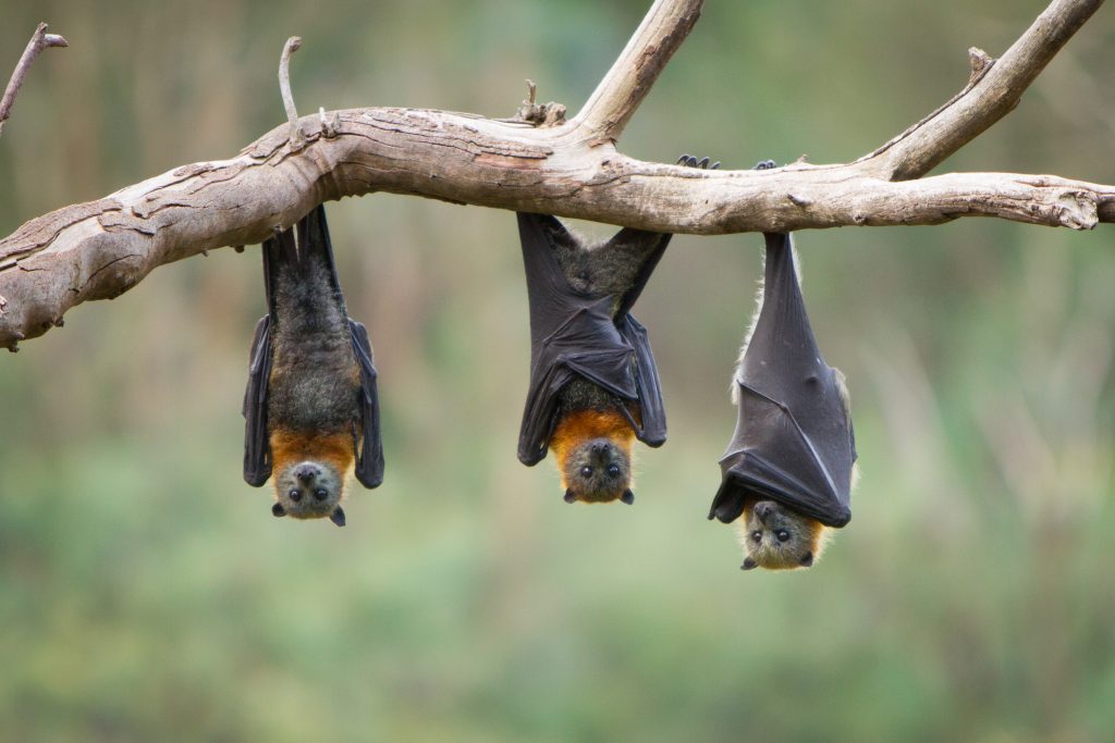 How ‘bat-friendly’ is your favourite tequila?