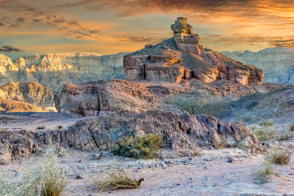 Israeli desert could hold the secret to wine surviving climate change