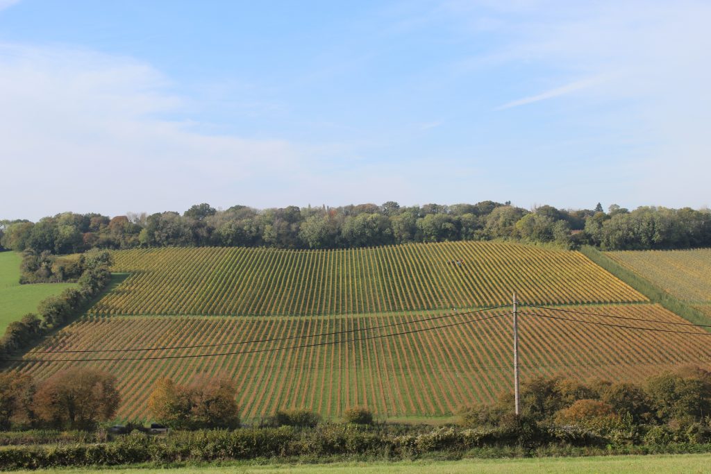 In Focus: The rise of English rosé