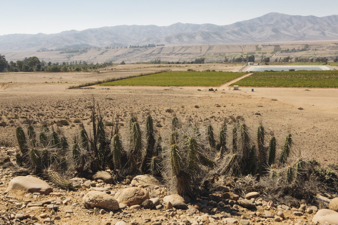The great contradiction of Chile’s desert vineyard