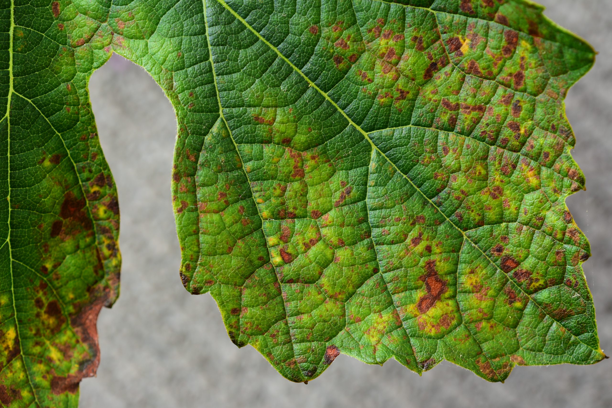 NASA technology can identify grape disease from the sky