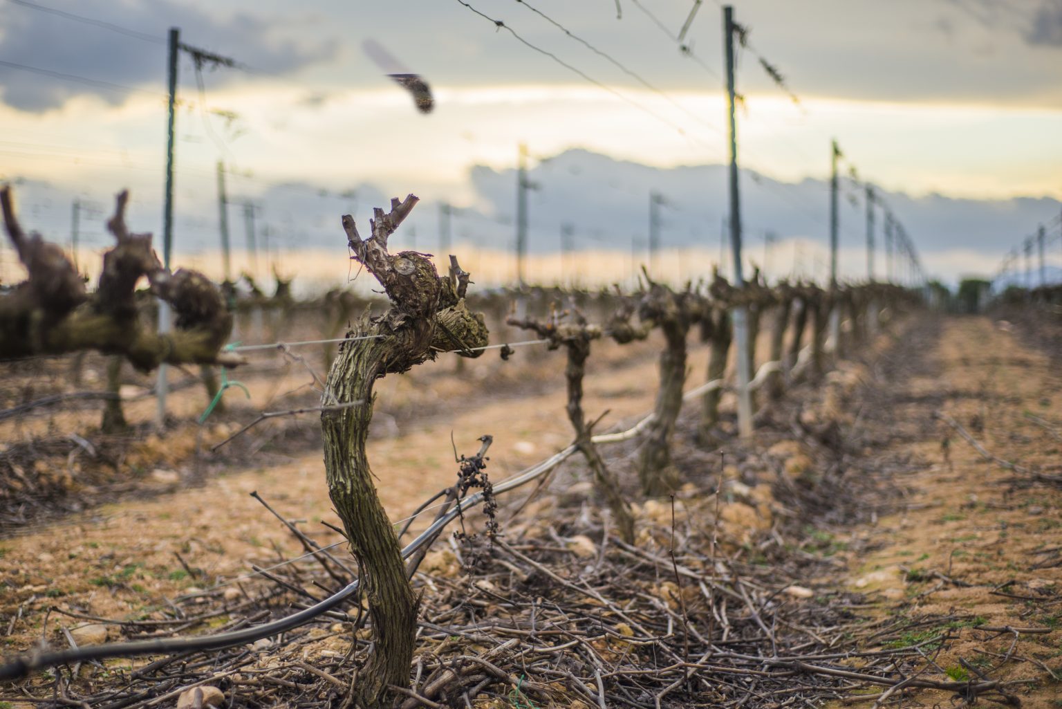 Severe drought forces one of Sonoma's foremost Syrah vineyards to make ...