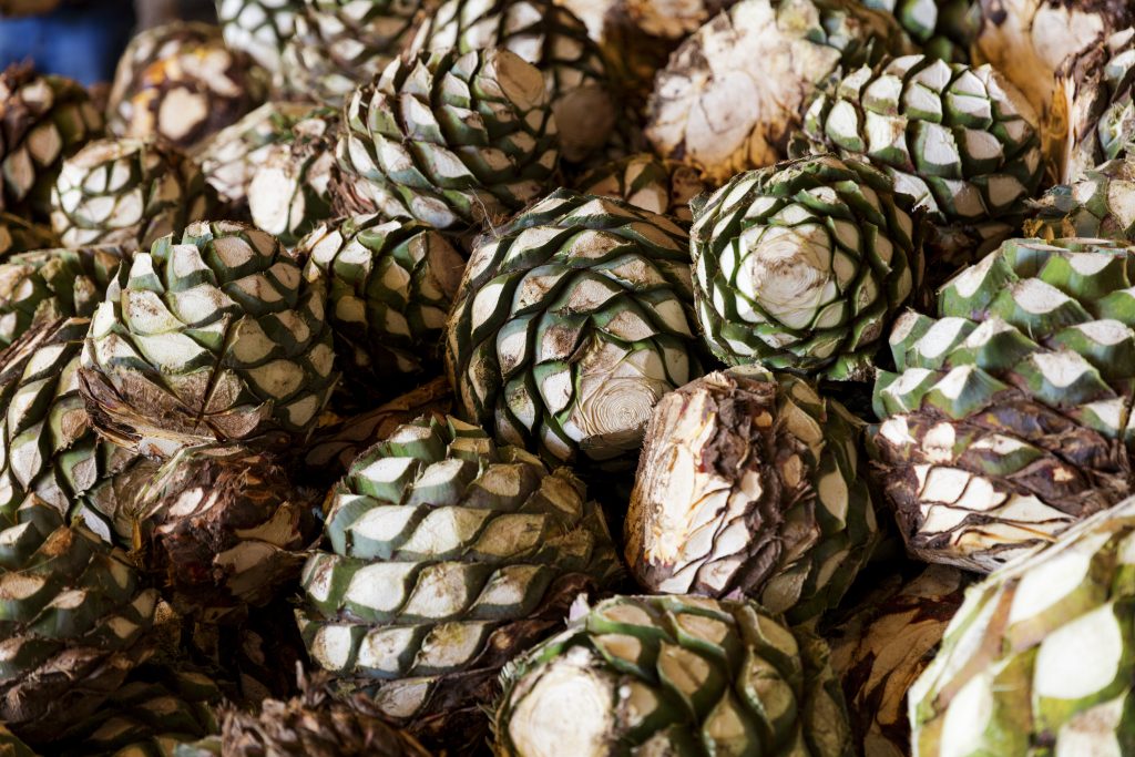 Kendall Jenner gives bricks made from agave waste to Jalisco community