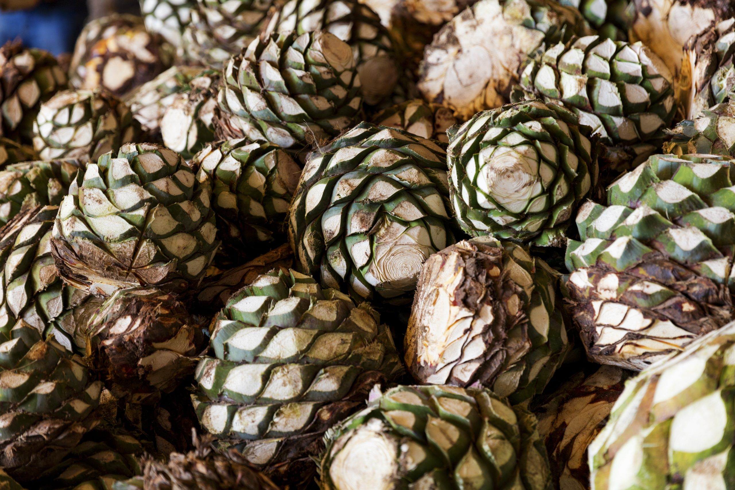 Kendall Jenner gives bricks made from agave waste to Jalisco community