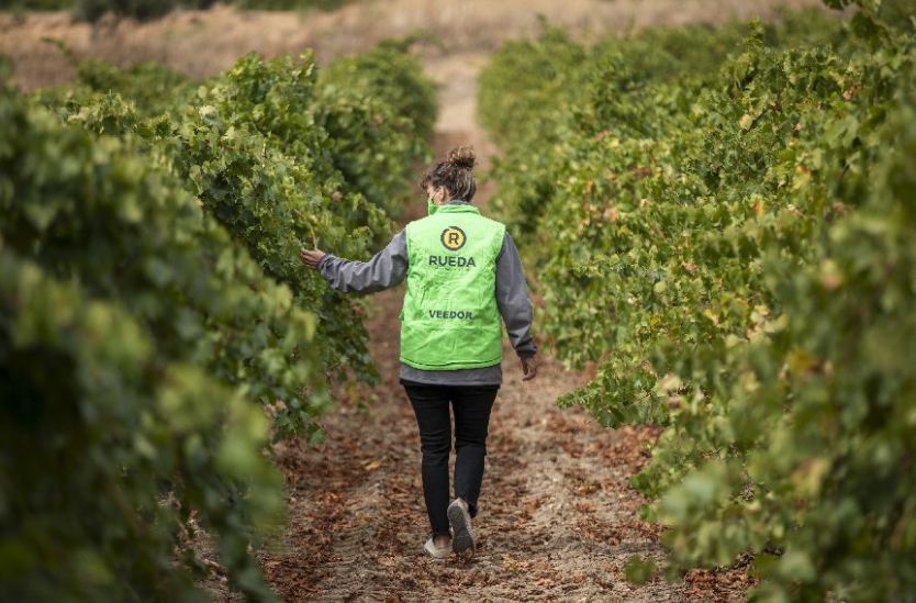 D.O. Rueda launches Taste Rueda campaign for 2021