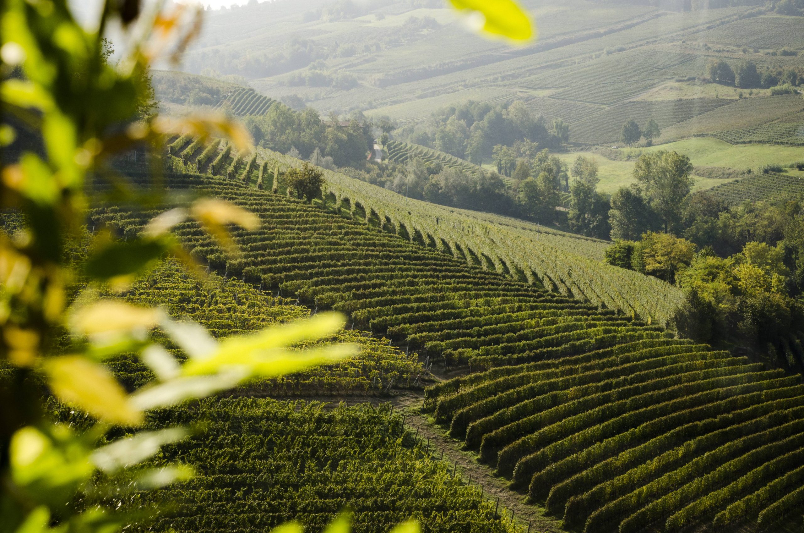 Grand cru classification in Barolo ‘won't be easy or quick’ - The ...