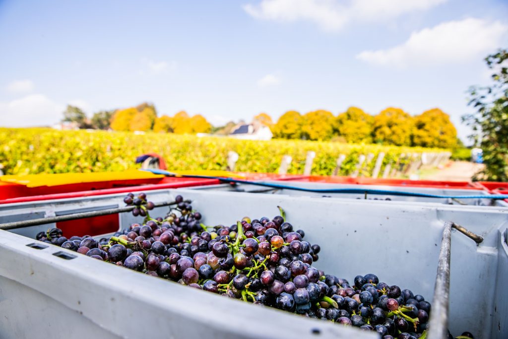 2021 English harvest proves challenging for growers - The Drinks Business