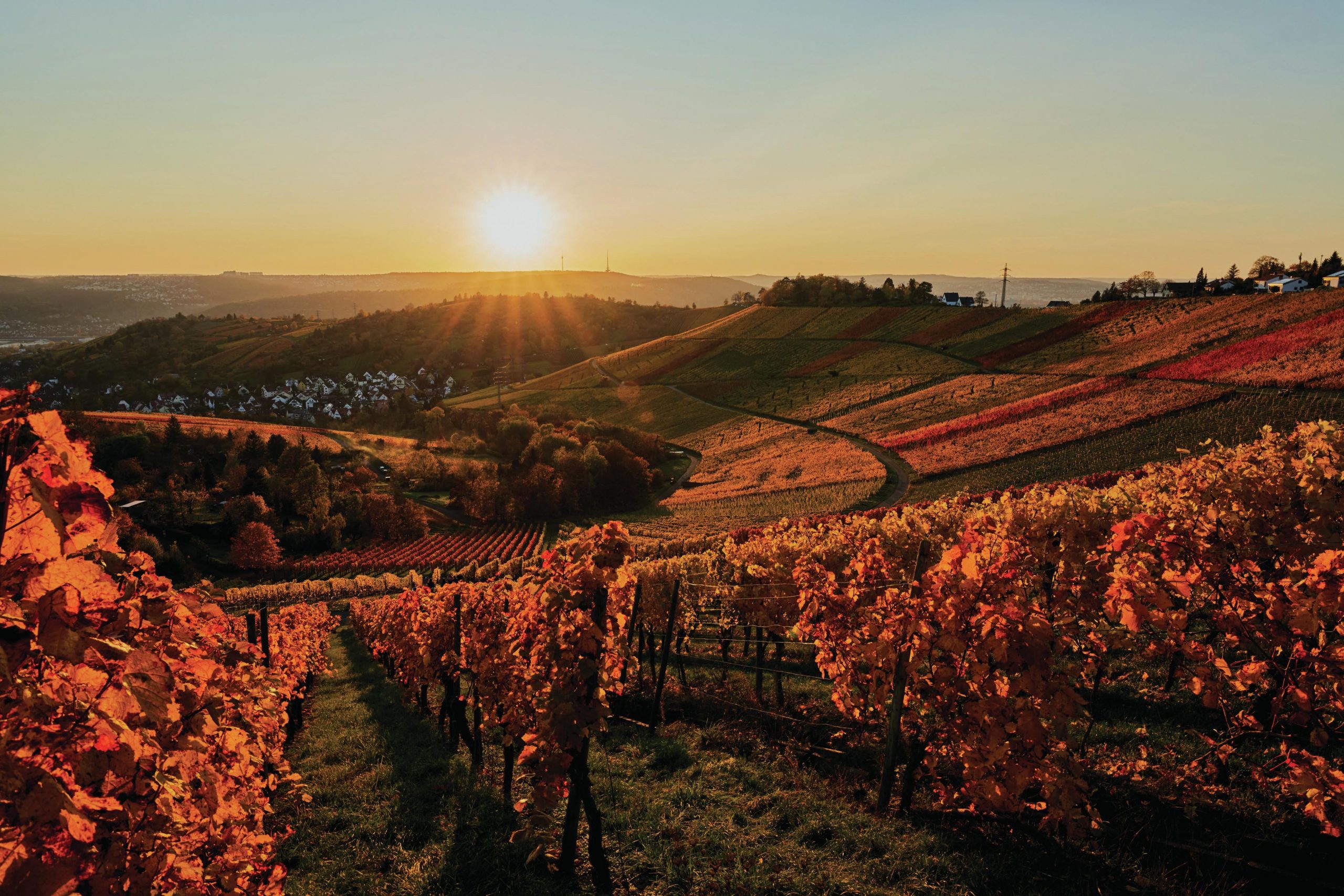 15 brilliant wines for Autumn - The Drinks Business