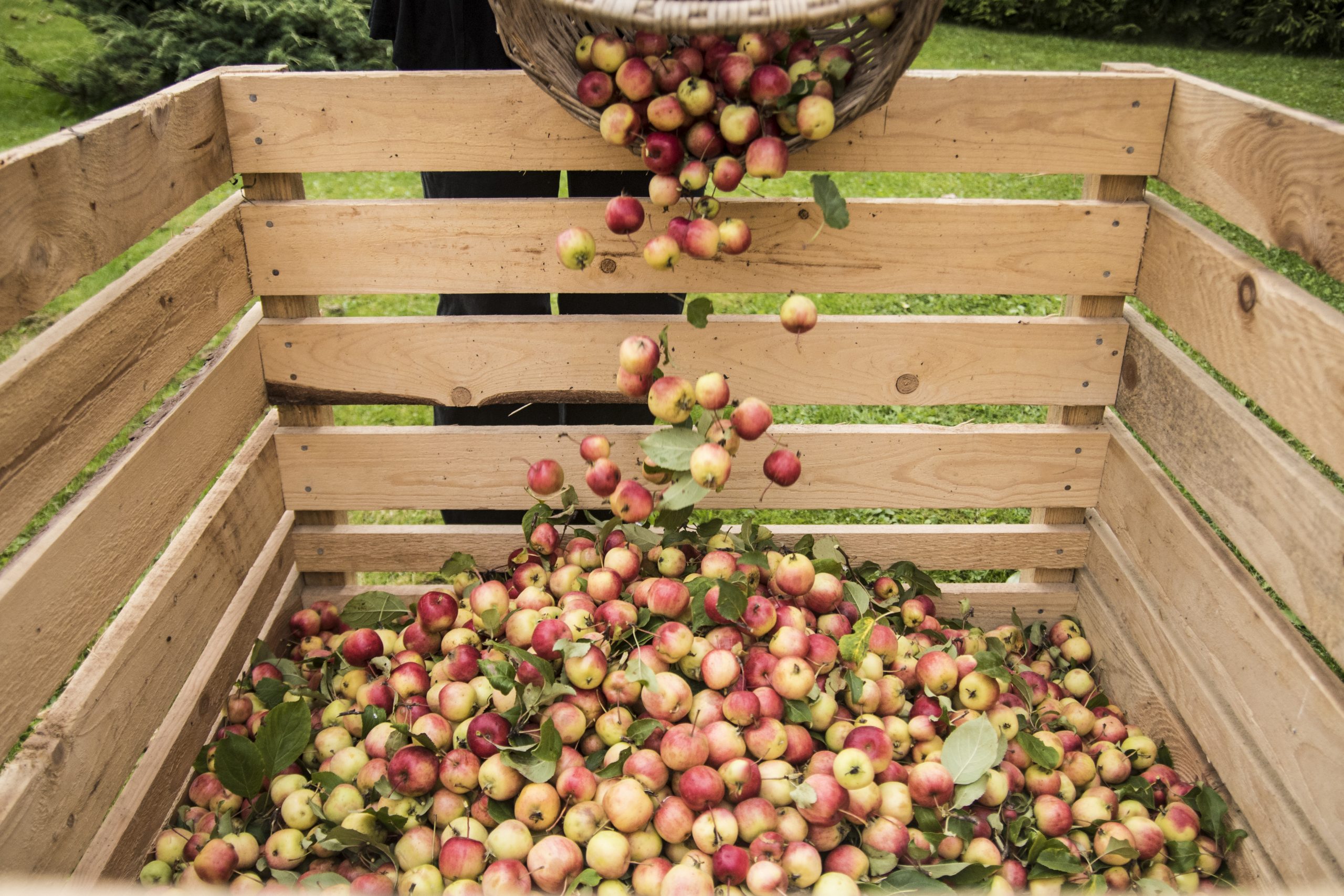 Aston Manor Cider Mill celebrates record harvest