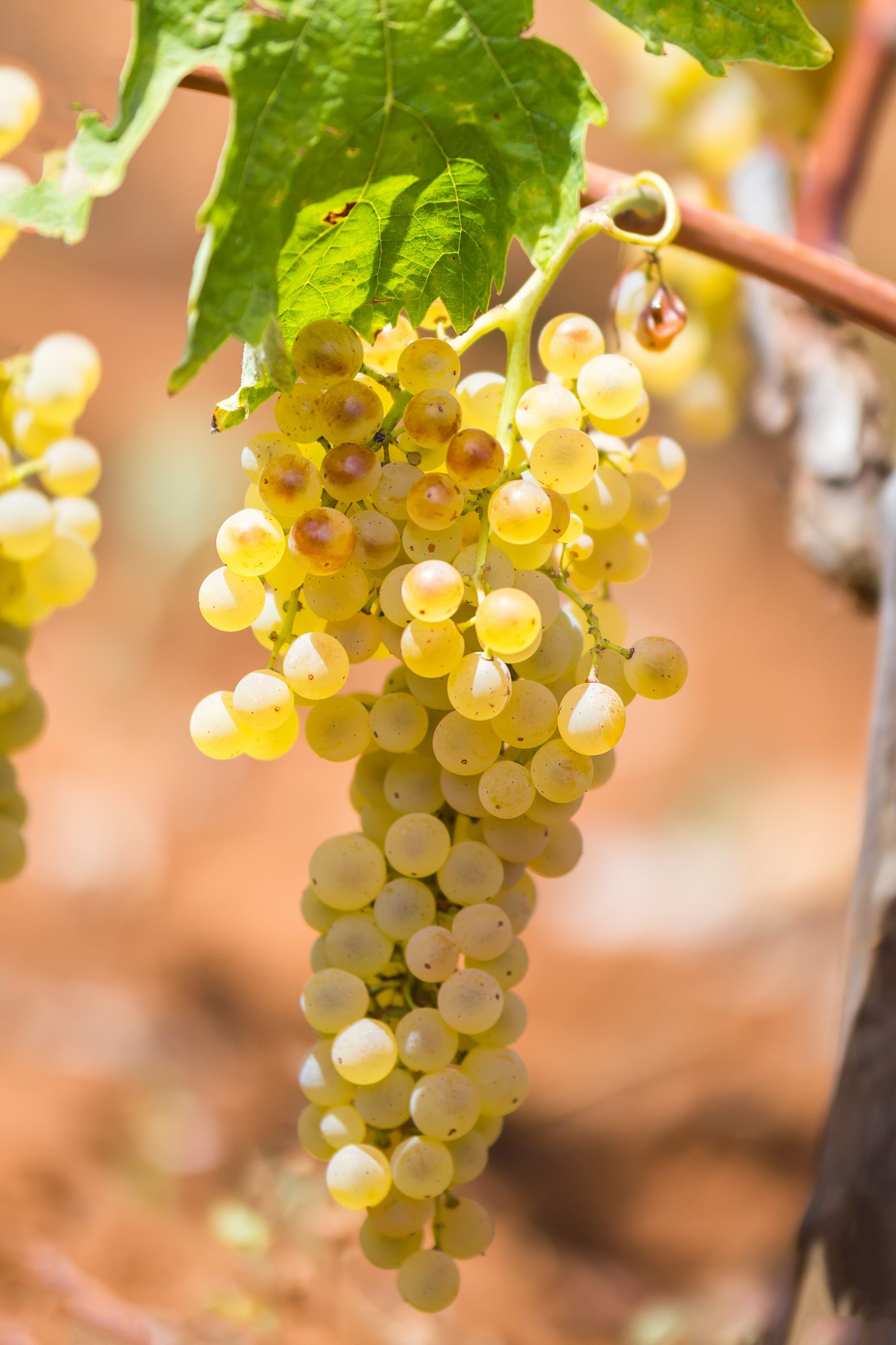 Italian whites are blazing a trail in McLaren Vale - The Drinks Business