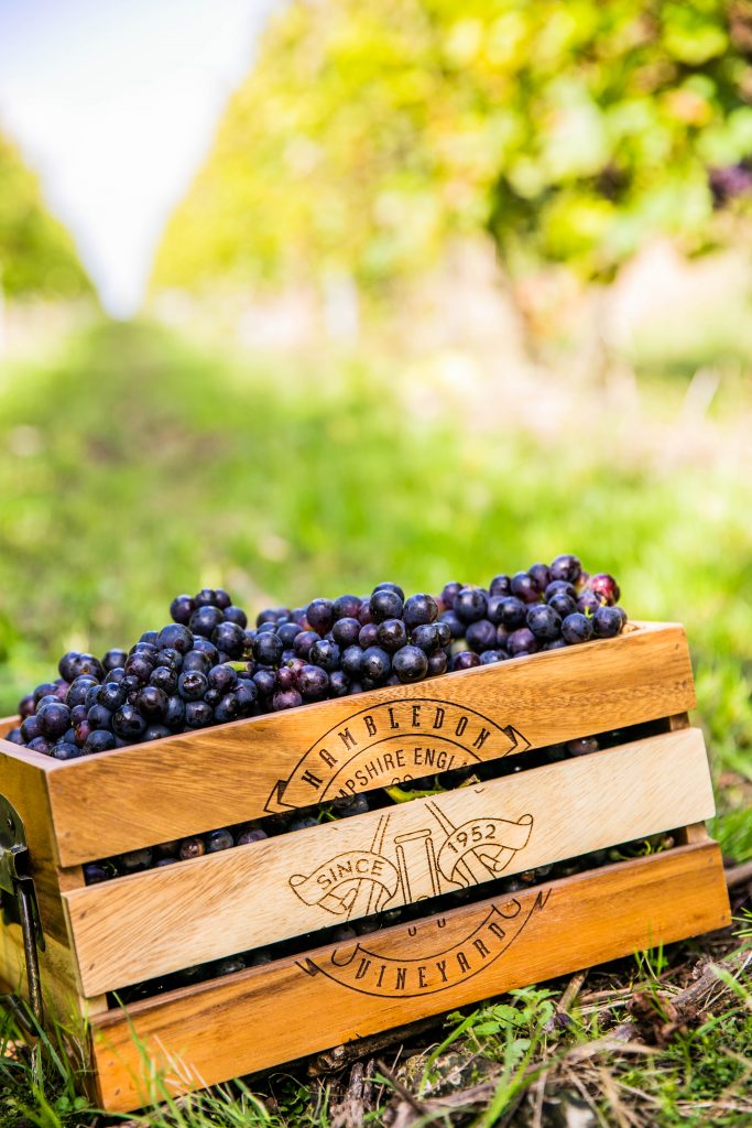 Vineyard land in England ‘couldn’t possibly be cheaper’ - The Drinks ...