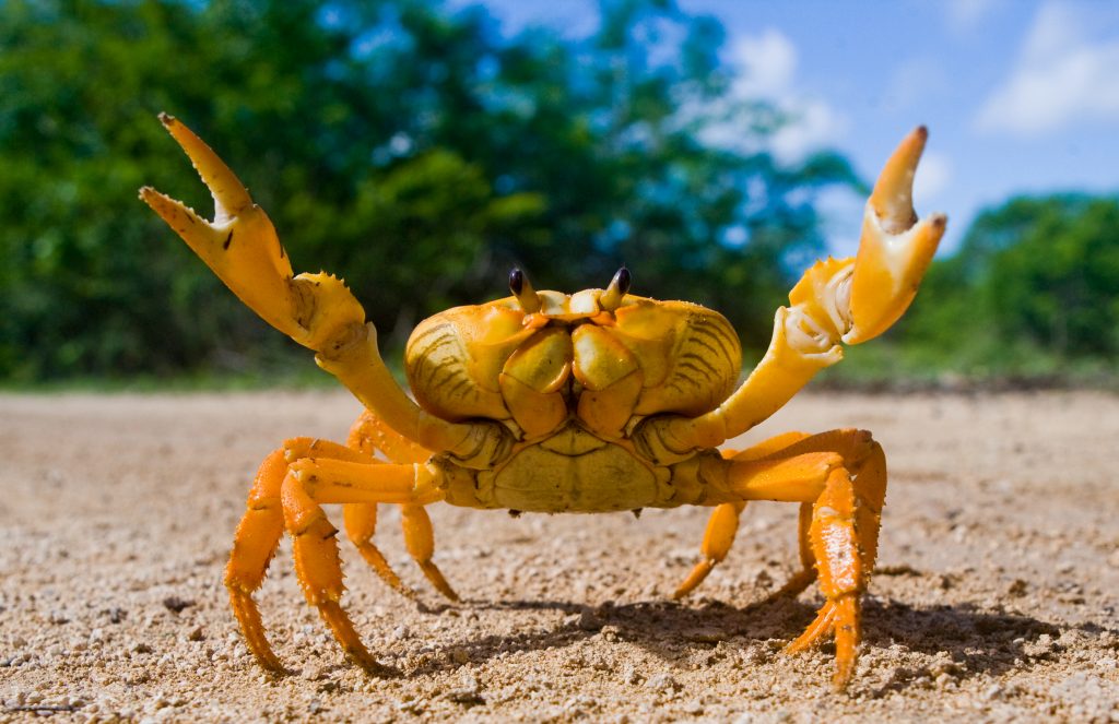 Restaurant fined £10,000 after claiming expired chicken was ‘crabmeat’