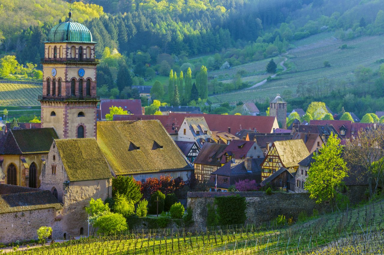 Pinot Noir given go ahead in two AOCs in Alsace