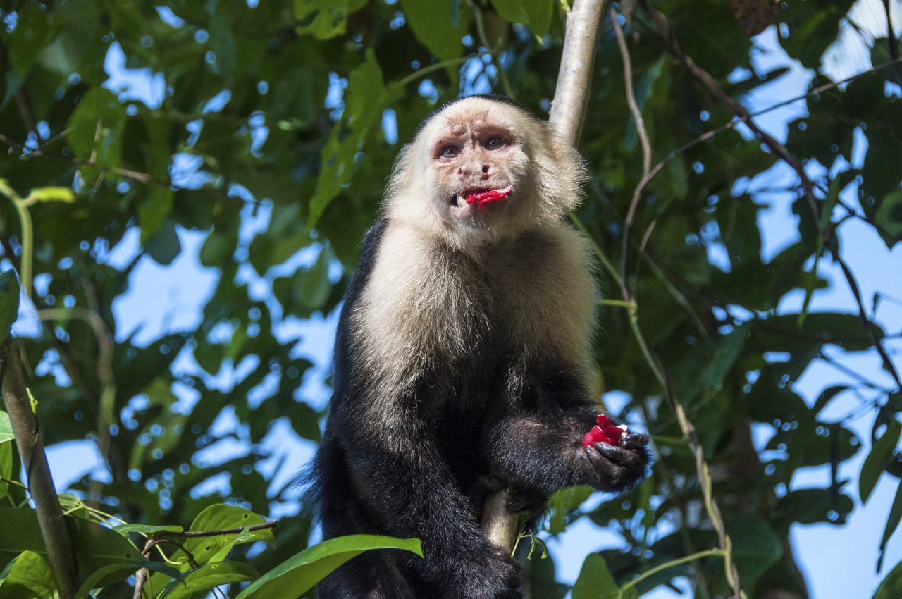 Monkeys' fondness for boozy fruit could explain why humans love alcohol