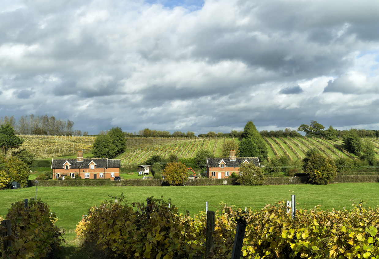 Area of East Anglia under vine quadruples