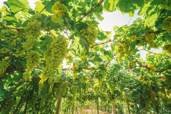 Top 10 biggest wine producing countries