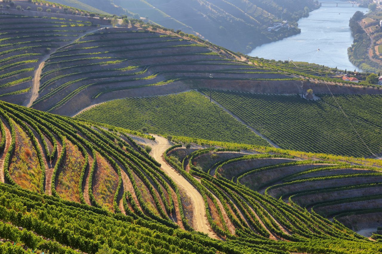 Scientists claim higher altitude vines can adapt ‘better’ to climate change