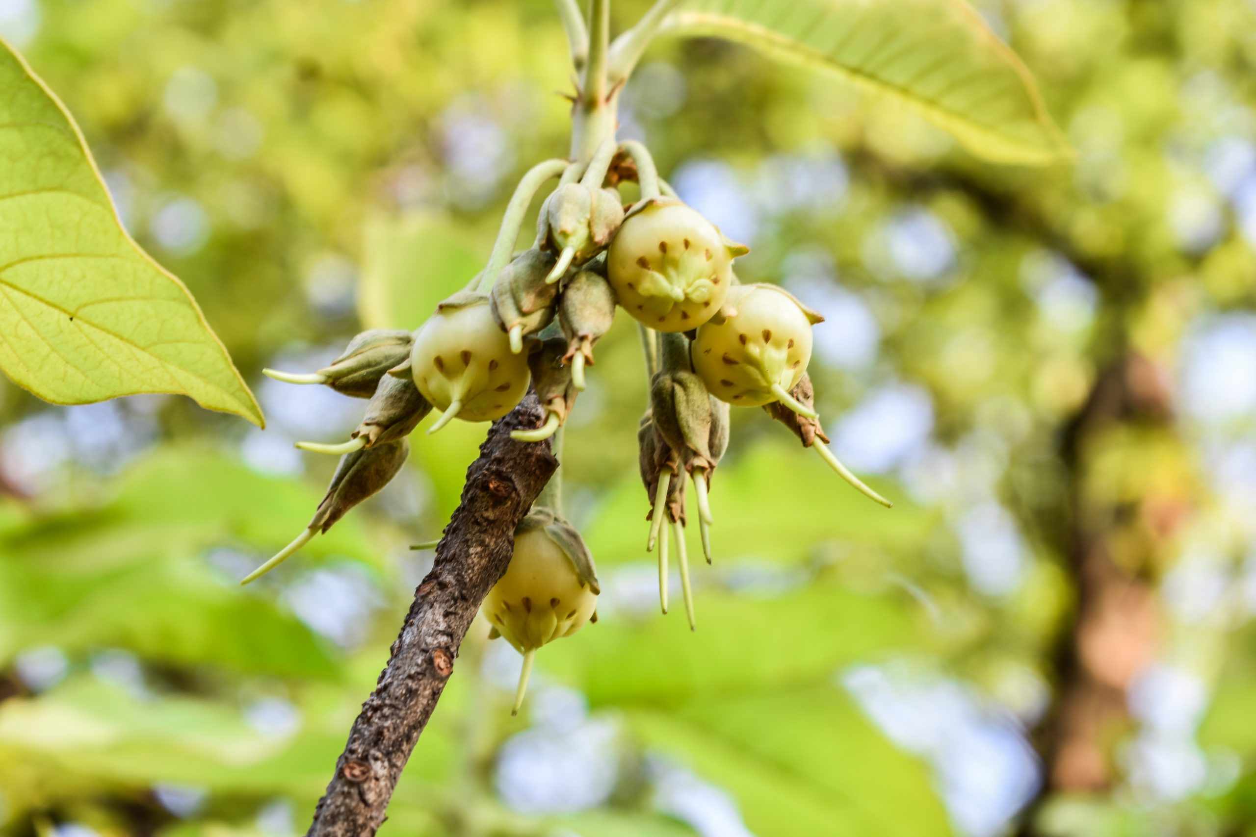 Is India’s ‘Mahua’ liquor due to become more widely available?
