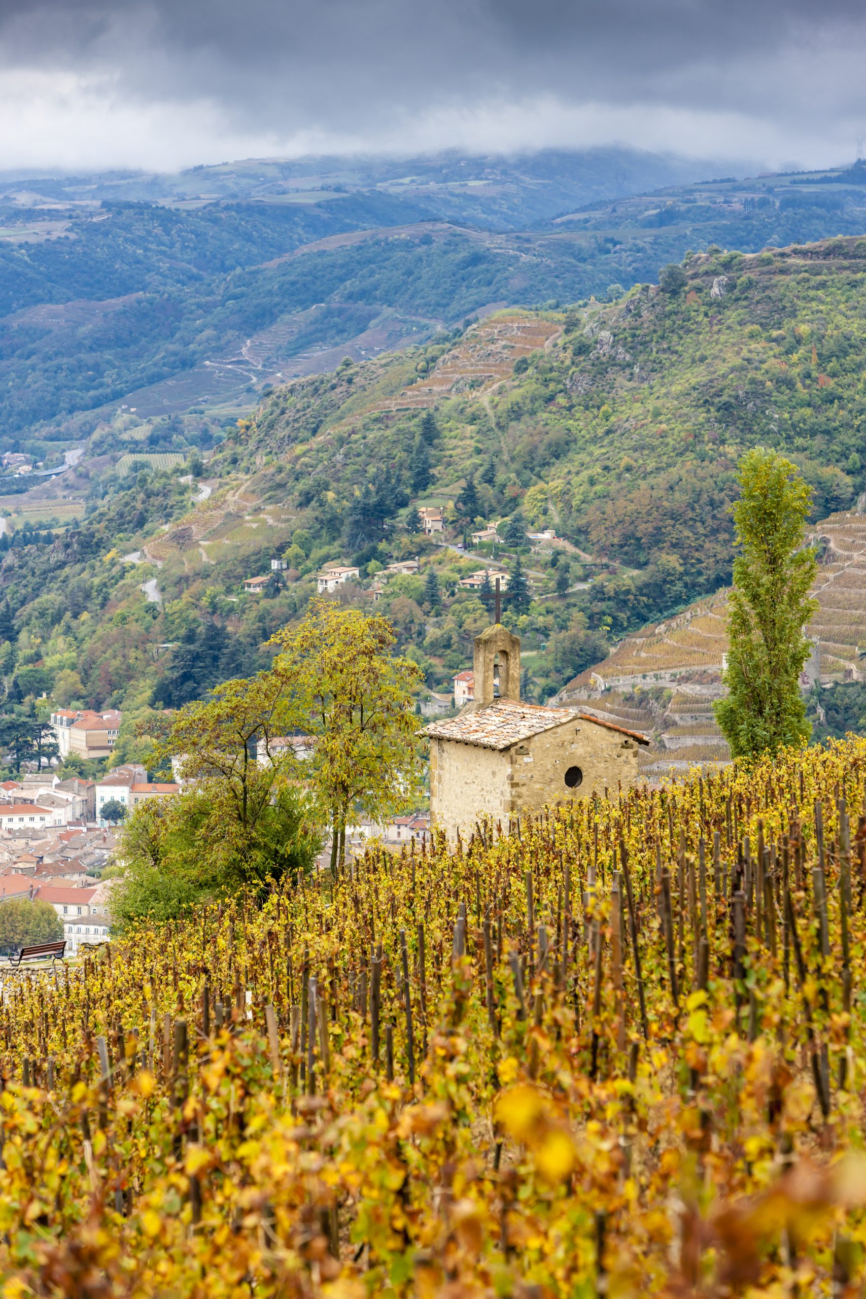 Sustainability, climate change and the Rhône - The Drinks Business
