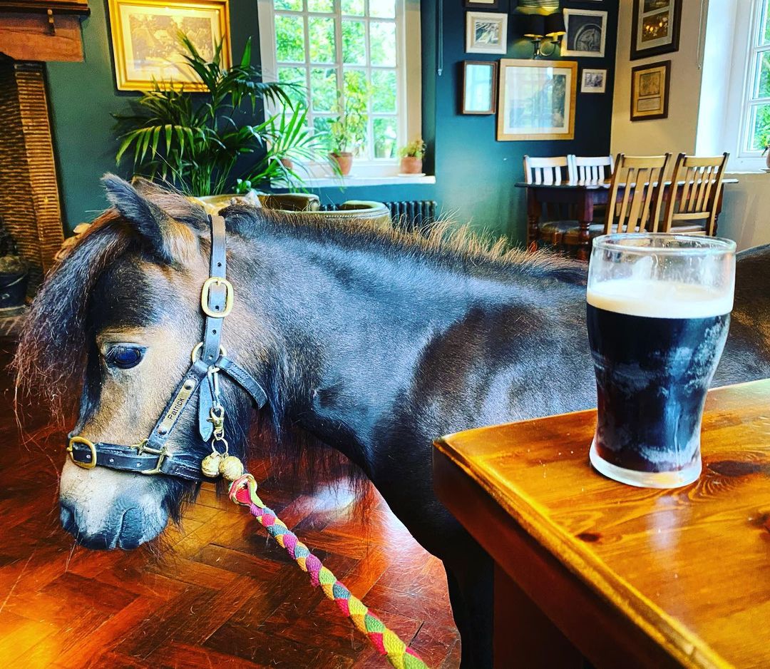 Beer-drinking pony mayor barred from local pub
