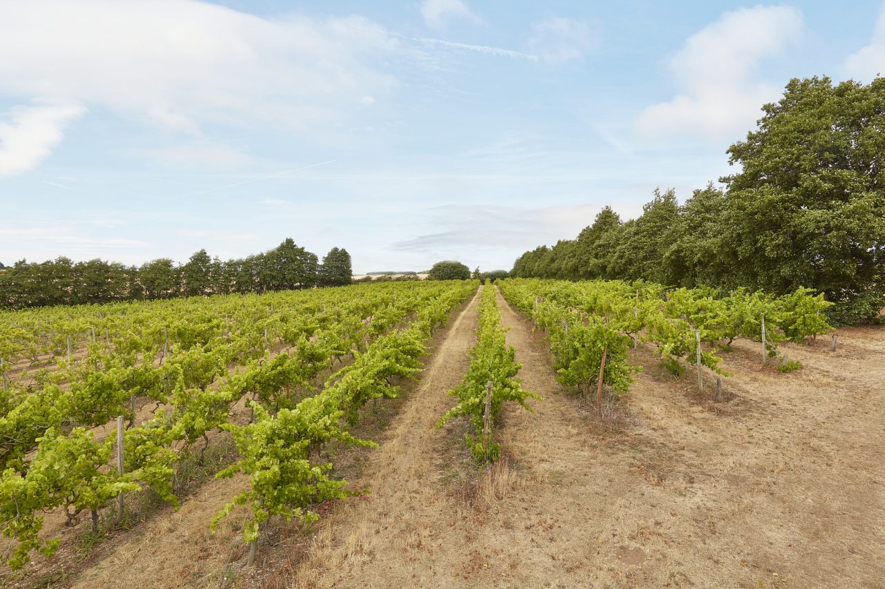Inside the Cambridge-based vineyard and winery on the market for £2 million