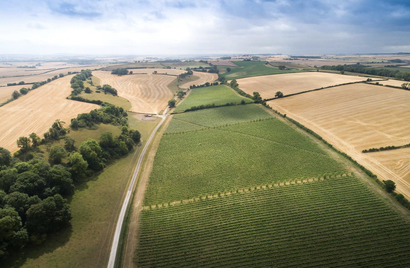 Vineyard in Dorset's Piddle Valley on market for £1.2m - The Drinks ...