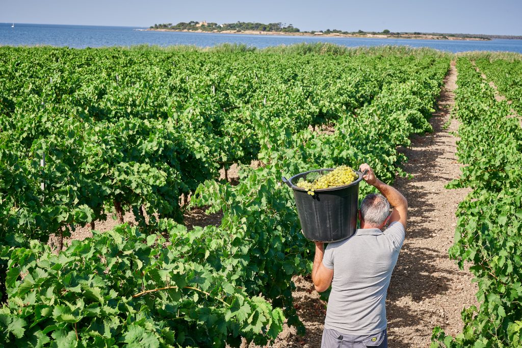 Marsala wine is making a comeback