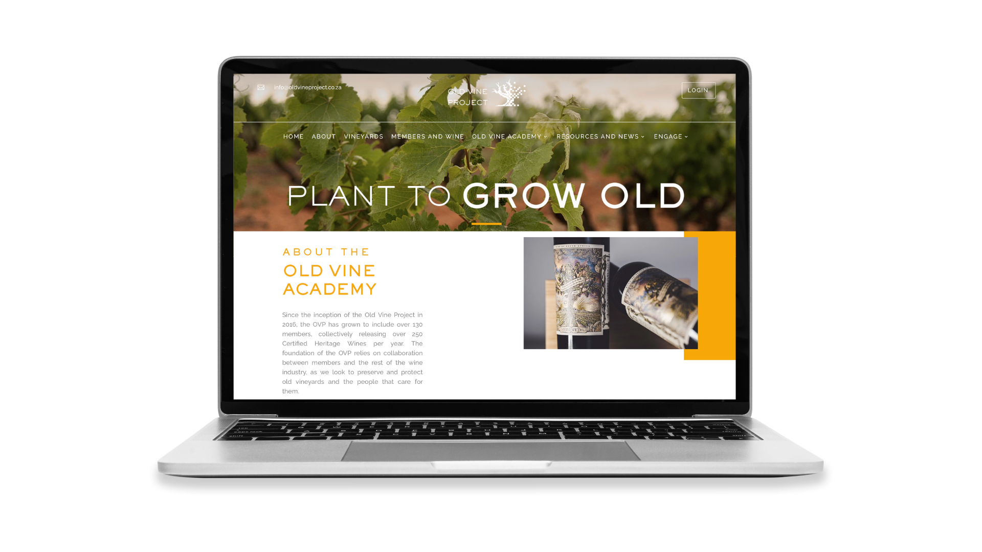 Old Vine Project launches education programme to ‘keep vineyards in the ...