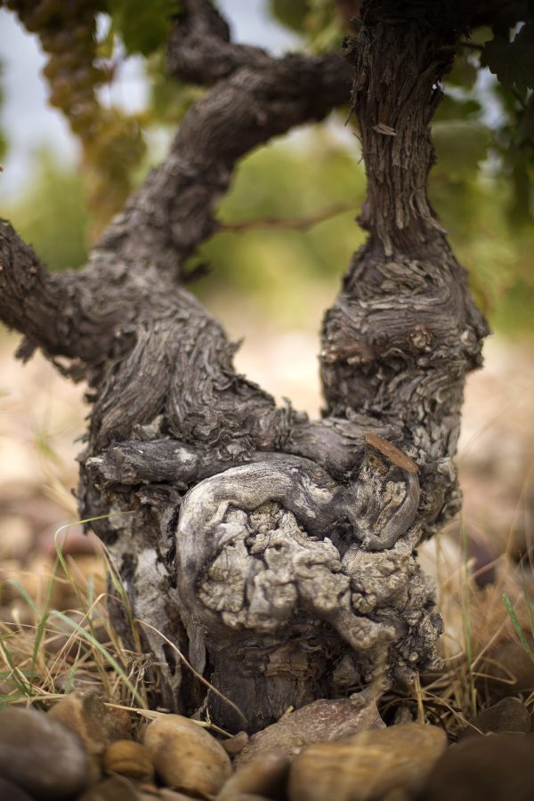 Ungrafted vines prove stars of drought-struck 2022 vintage - The Drinks ...