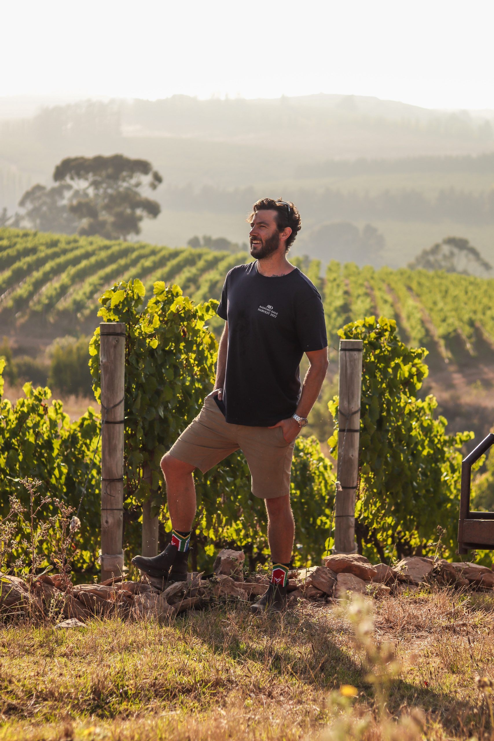 Does South African Gamay Have A Future Does South African Gamay Have A Future