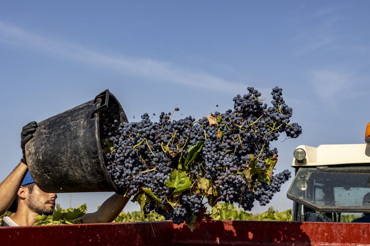 Cantine Settesoli: preserving its 'unequivocally Sicilian' character