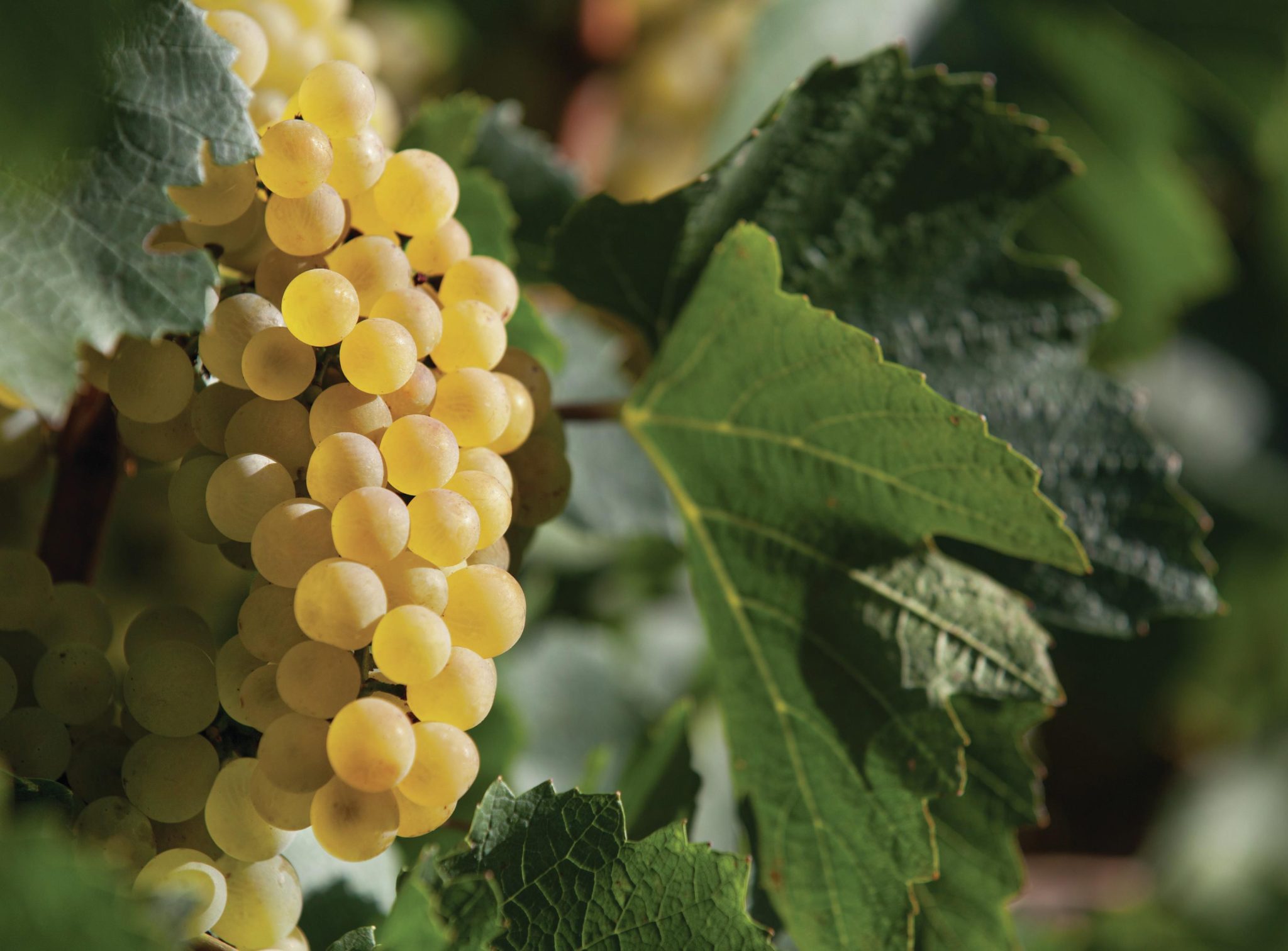 The top 10 grape varieties planted in the UK - The Drinks Business