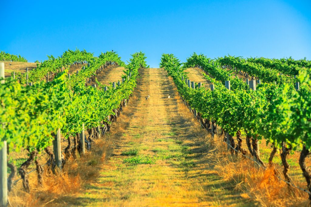 Hong Kong's richest man buys Margaret River vineyard