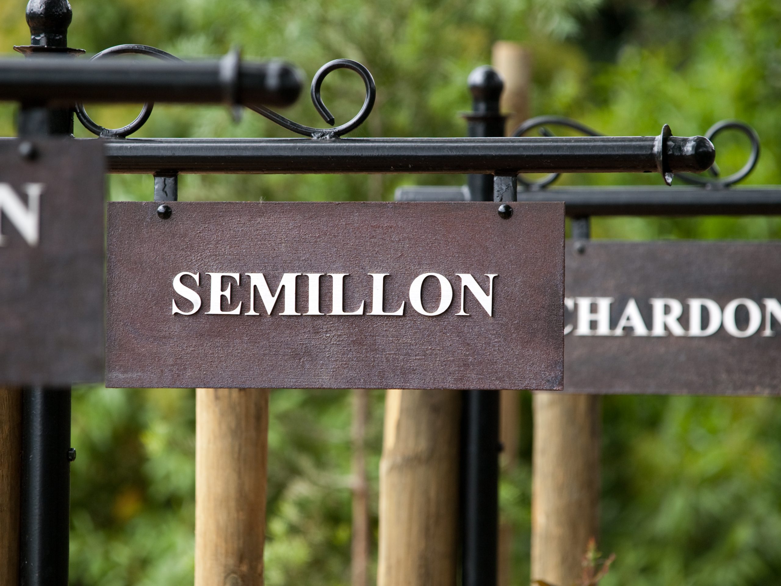 'Godfather of Semillon' says the variety can now age for 50 years