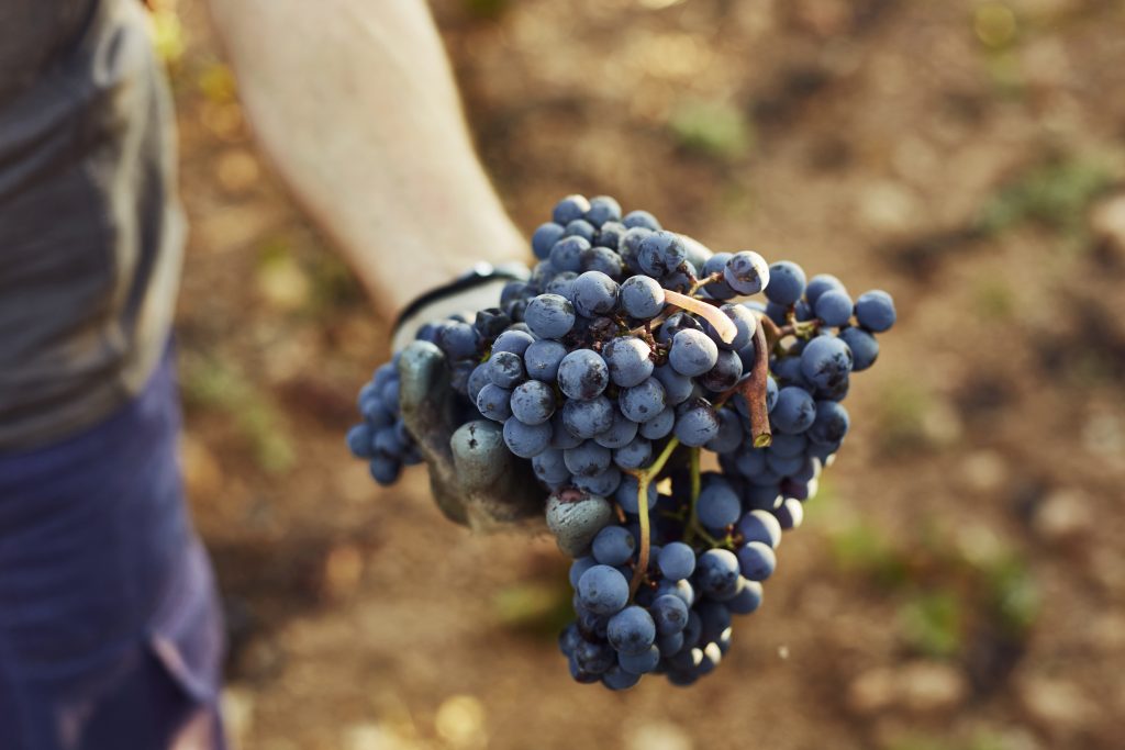 Spanish winemakers revive ancient climate-resistant grapes