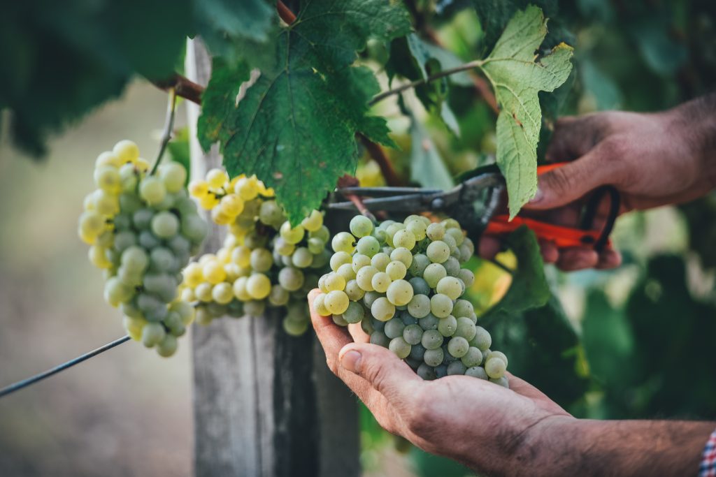 Can Marlborough survive the next 50 years?